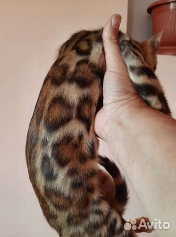 Продается питомник целиком