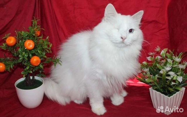 Кошка турецкая ангора