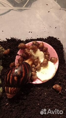 Улитки ахатины, детеныши