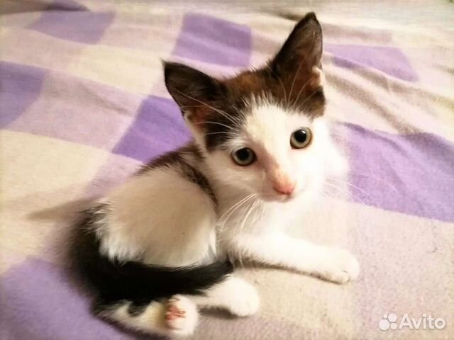 Кошечка,2мес,в ответственные ручки