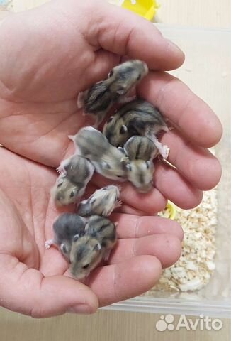 Джунгарский хомяк