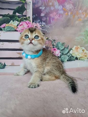Шотландские манчкины