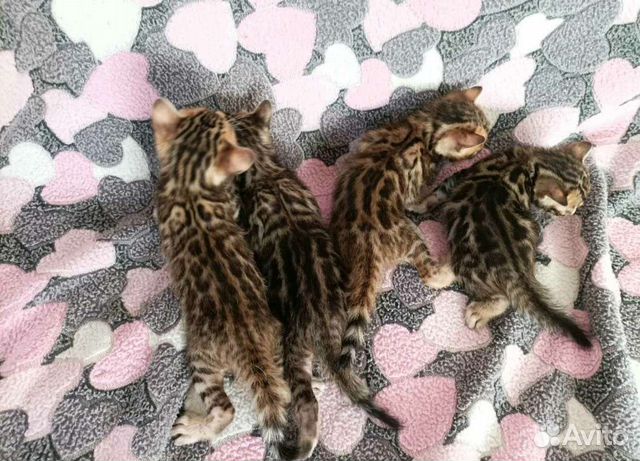 Бенгальские котята