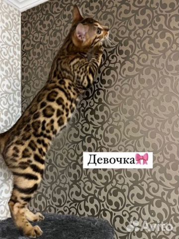 Бенгальская милашка