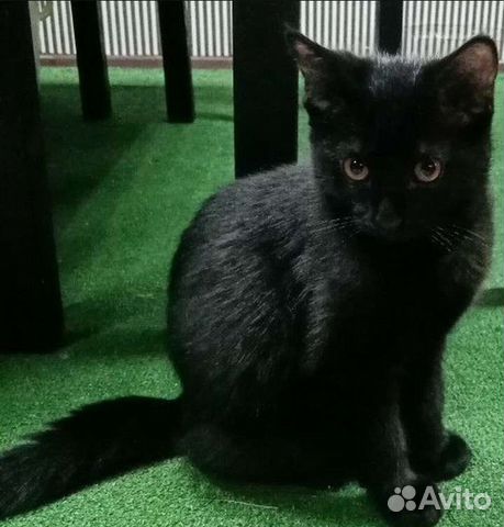 Котенок мальчик 2 месяца