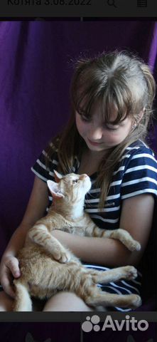 Рыжий котёнок мальчик