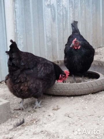 Курица-наседка, квочка, клуша