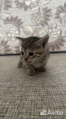 Котёнок тигровый