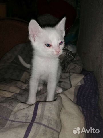 Котятки в добрые руки