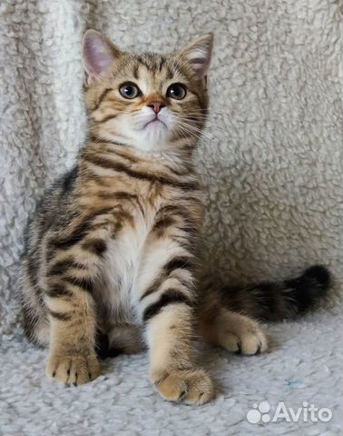 Котенок ищет пап и мам