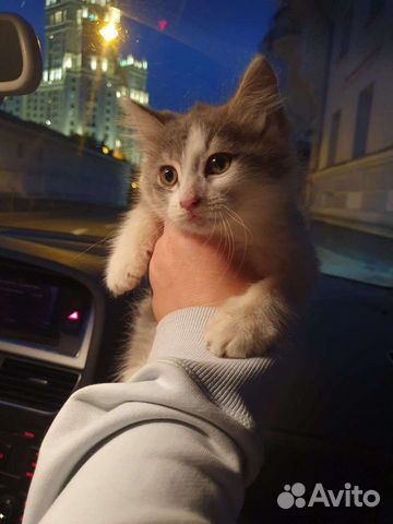 Котенок Жоффрей пушистый шар