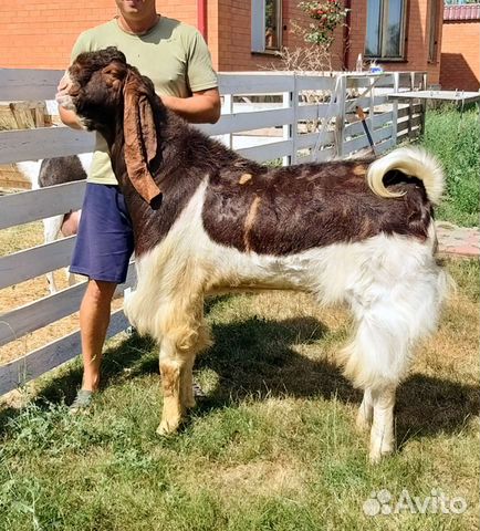 Козел камори