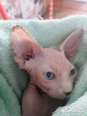 Разноглазый сфинкс