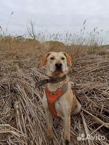Активная собака в дар
