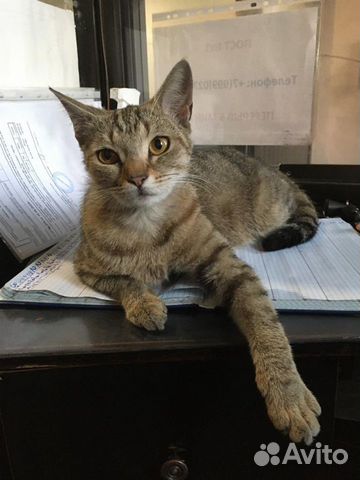 Ласковая Пеструша ищет дом