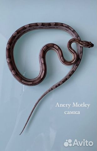 Змея маисовый полоз самка