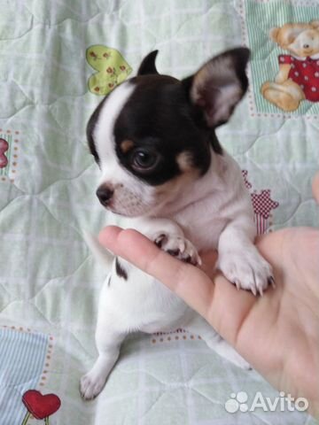 Щенки чихуахуа