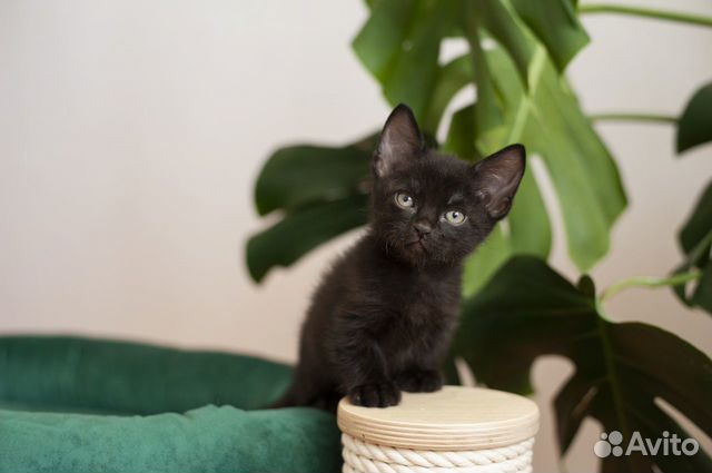 Манчкин котенок
