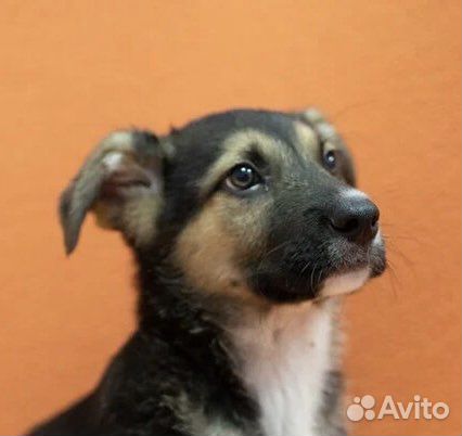 Щенок Рик. Возьми из временного приюта