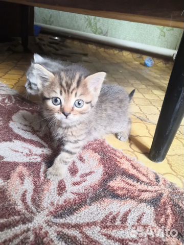 Британские котята