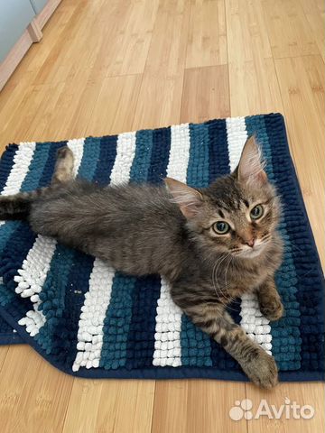 Котенок в дар