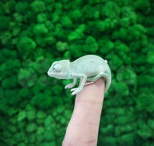 Йеменский хамелеон