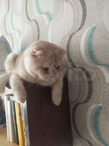 Вязка котик ждет свою невесту