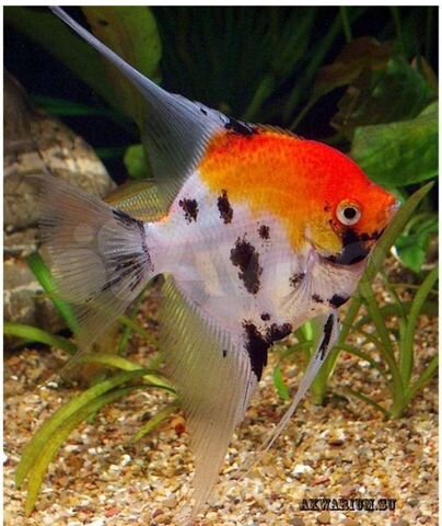 Акварвариумные рыбки оптом Скалярия оптом