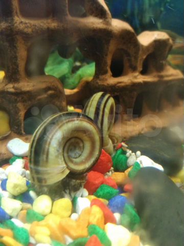 Улитка Мариза