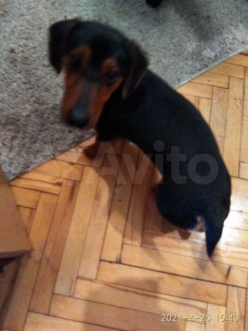 Такса потеряшка