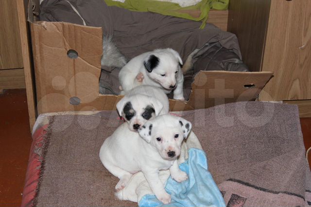 Собаки бесплатно в добрые руки щенки