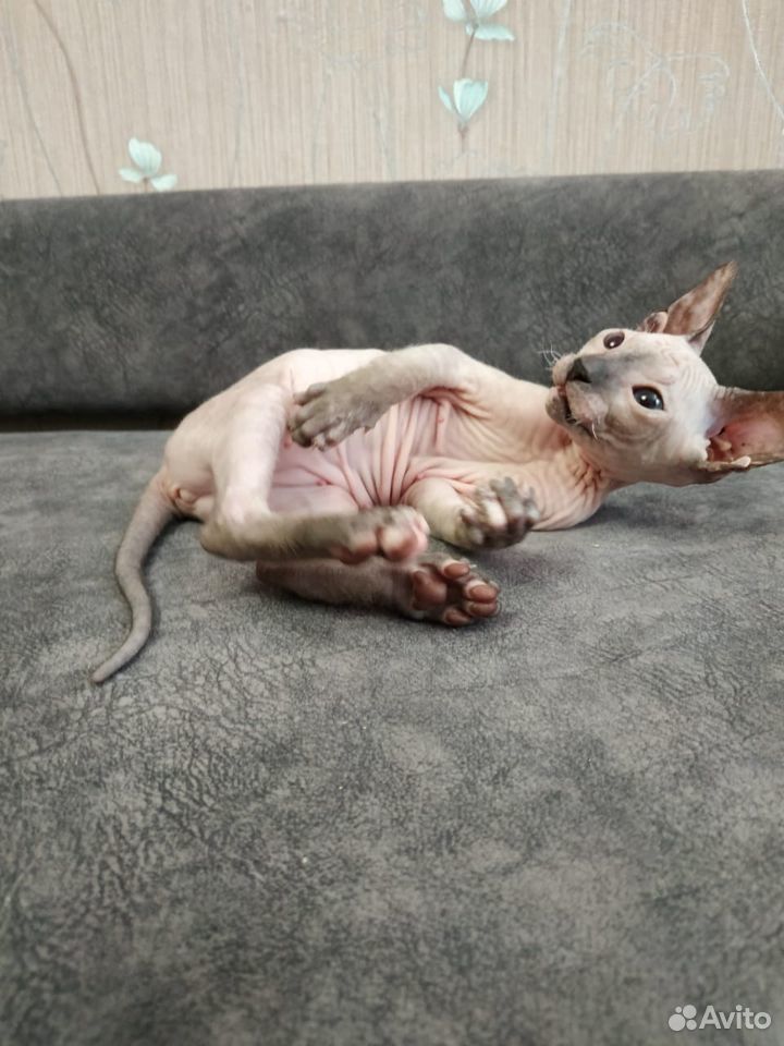 Котята сфинксики