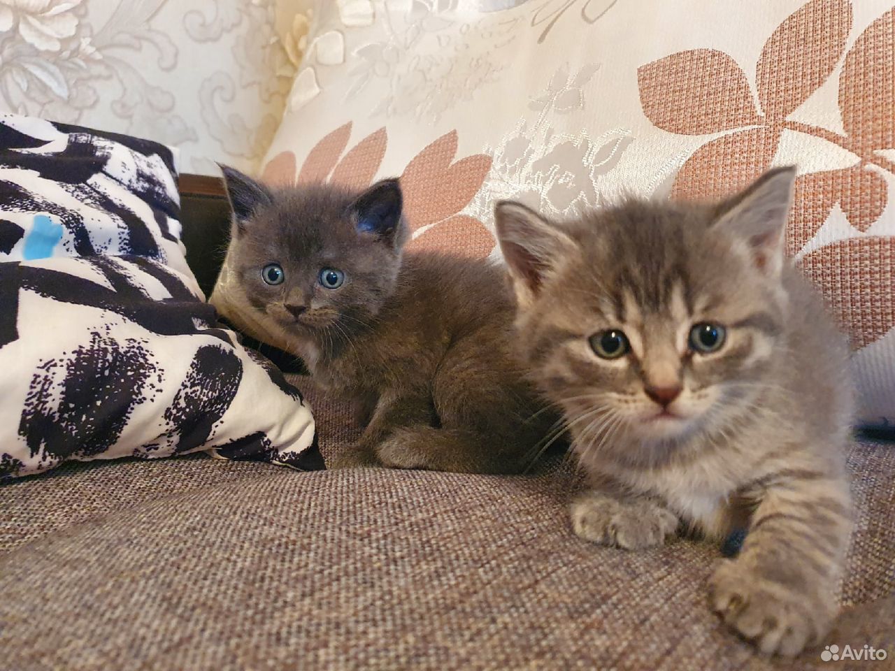 Котята
