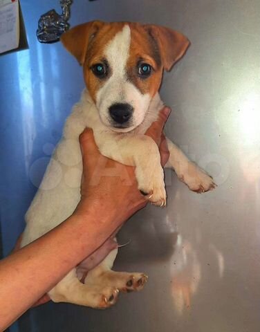 Джек Рассел терьер