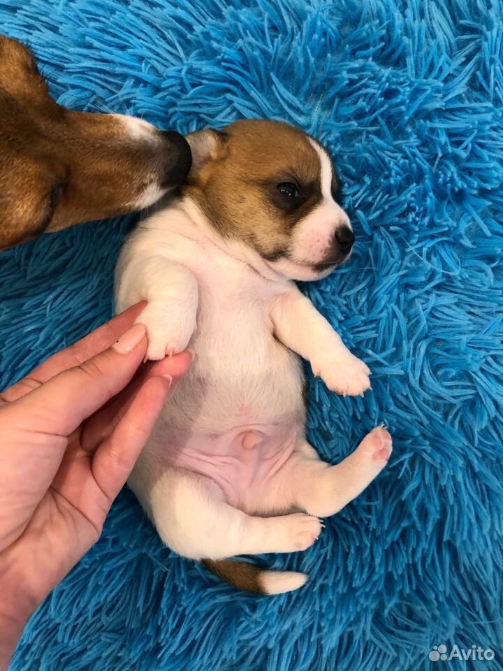 Джек Рассел терьер