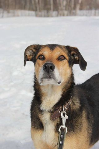 Спокойная и нежная собака Стелла в дар