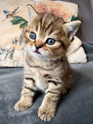Шотландский прямоухий котенок