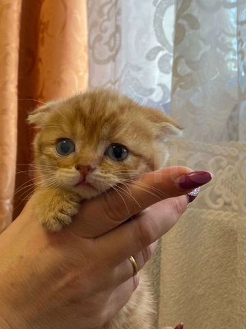 Шотландские вислоухие