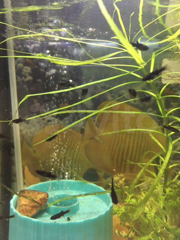 Моллинезия мальки