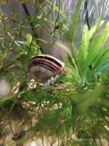 Обменяю или продам аквариумных улиток “Мариза”