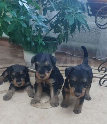 Собака Электроника-эрдельтерьер