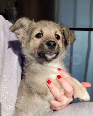 Щенок. Кобель