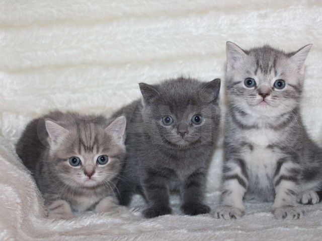 Шотландские Skottish Straight