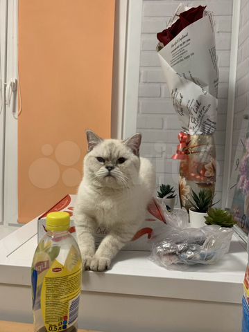 Шотладский кот вязка