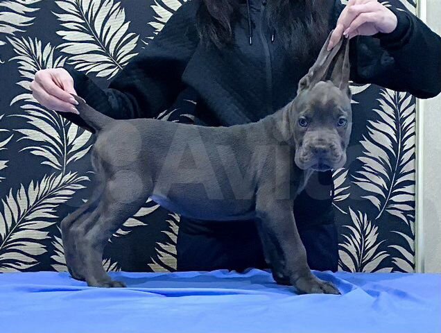 Корсо/красотка