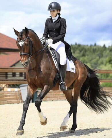 Продается жеребец