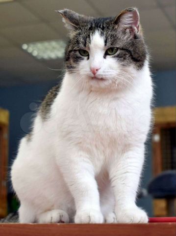 Кот