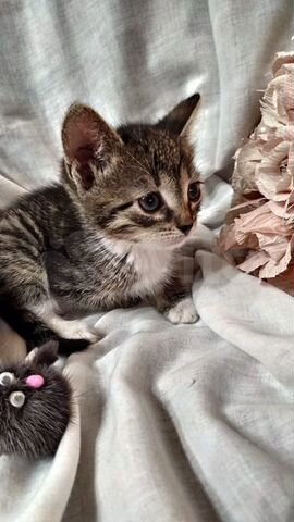 Котята в добрые руки девочки