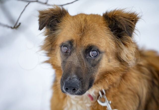 Мартина ищет дом