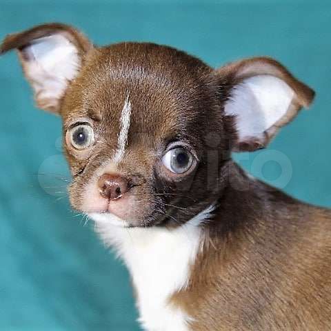 Шоколадка мальчик